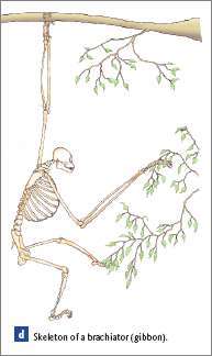 Flashcards - Anthropology 101 Chapter 6