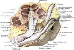 Flashcards - vnitrni ucho - labyrinthus osseus