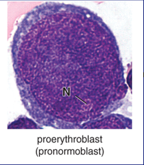 Flashcards - Chapter 8: Erythropoeisis and destruction