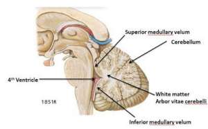 Flashcards - cerebellum