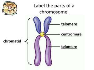 Flashcards - 02b chromozomy