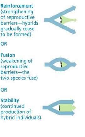 Flashcards - Biology II Chapter 24