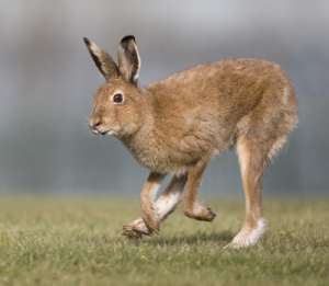 Flashcards - Wild Animals