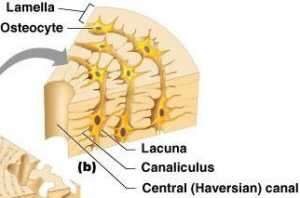 Flashcards - Bone Growth and Development