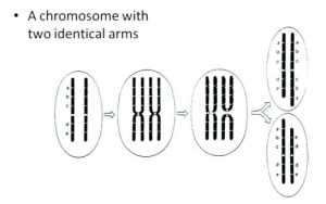Flashcards - Chromosomes and Chromosome Diseases