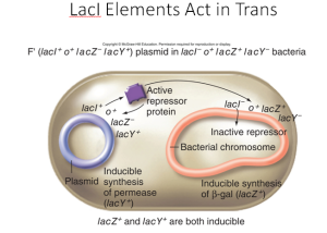 Flashcards - Gene Regulation in Prokaryotes