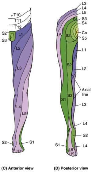 Flashcards - S1M2 Anatomy Foot