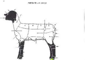 Flashcards - Parts of a Sheep