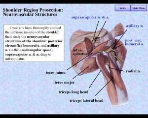 Flashcards - shoulder.txt