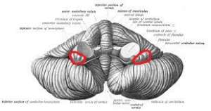Flashcards - cerebellum