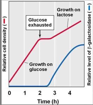 Flashcards - 12. Regulatory Mechanisms II