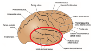 Flashcards - Neuroanatomy