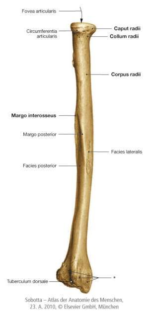 Flashcards - 06A ULNA + RADIUS