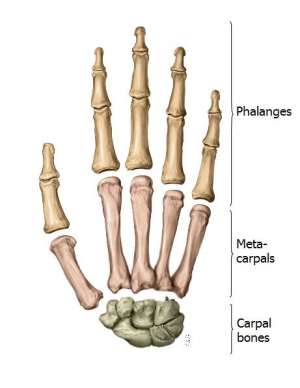 Flashcards - 07A OSSA MANUS