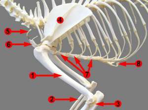 Flashcards - Lab practical #1 - cat skeleton