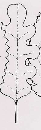 Flashcards - botany leaf margins and shapes