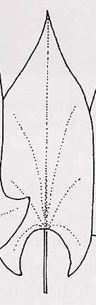 Flashcards - botany leaf margins and shapes