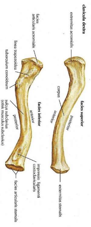 Flashcards - 04A CLAVICULA+SCAPULA