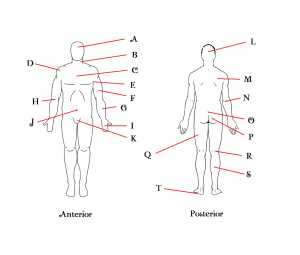 Flashcards - Lab 1 Body regions
