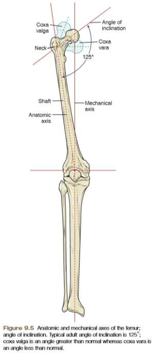 Flashcards - Lower Extremity