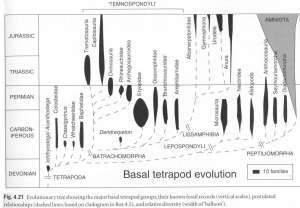 Flashcards - Vertebrate paleontology
