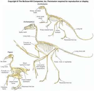 Flashcards - Vertebrate Paleontology