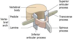 Flashcards - 01A VERTEBRAE