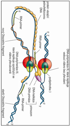 Flashcards - 03 Replikace DNA