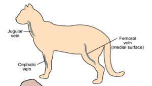 Flashcards - Cardiovascular System Animals