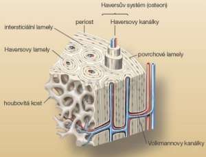 Flashcards - 03 složení kostní tkáně