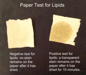 Flashcards - Bio Lab Pics pt. 2