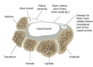 Flashcards - 07A OSSA MANUS