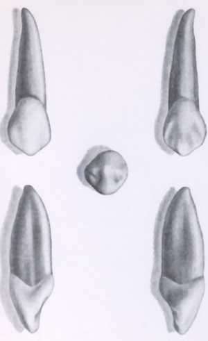 Flashcards - Morphology-Canines