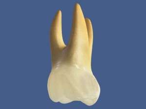 Flashcards - Dental Vocab 1