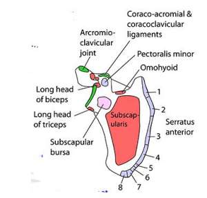 Flashcards - 04A CLAVICULA+SCAPULA