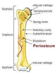 Flashcards - Section 11