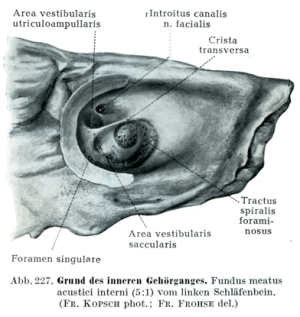 Flashcards - vnitrni ucho - labyrinthus osseus