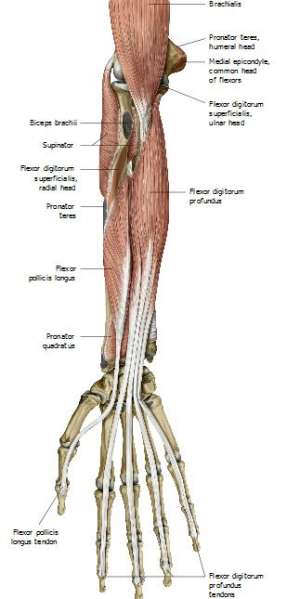 Flashcards - MM.ANTEBRACHII_ PŘEDNÍ SKUPINA
