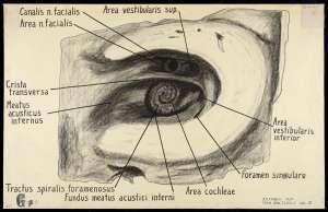 Flashcards - vnitrni ucho - labyrinthus osseus
