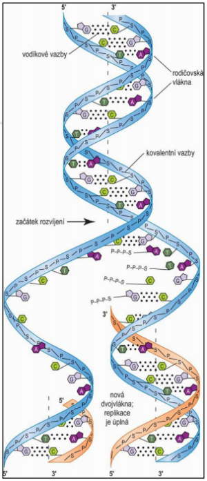 Flashcards - 03 Replikace DNA