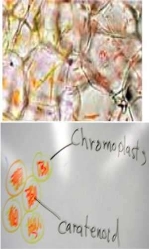 Flashcards - Biology Lab 1.1