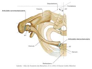 Flashcards - 04A CLAVICULA+SCAPULA