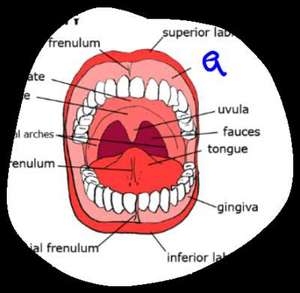 Flashcards - Lab: Digestive system