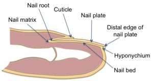 Flashcards - Anatomy Ch 5