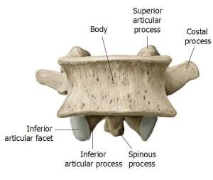 Flashcards - 01A VERTEBRAE