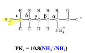 Flashcards - Foodchem Lecture 10 Pics