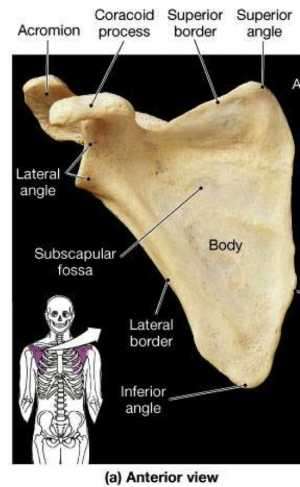 Flashcards - Lecture: The articulating skeleton