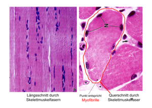 Flashcards - (Anatomie der Muskeln und ihrer Hilfsorgane)