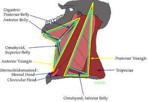 Flashcards - Cervical Gross Anatomy and Head Anatomy 1