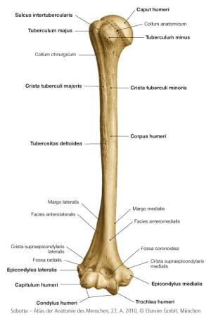 Flashcards - 05A HUMERUS